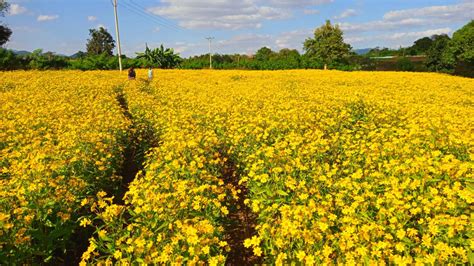 မိုးနဲမြို့၌ ဆောင်းသီးနှံ ပန်းနှမ်းစိုက်ခင်းများ အောင်မြင်ဖြစ်ထွန်းလျက