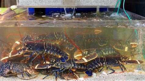 How Long Can Lobsters Live Out of Water? - How Gem