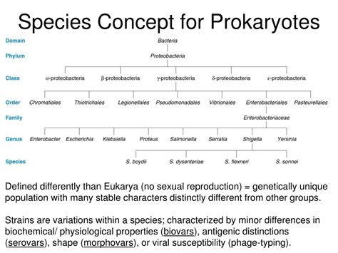 Ppt Prokaryote Taxonomy And Diversity Classification Nomenclature