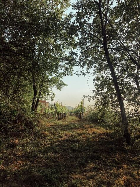 Iris Domain Bhamdoun Menu Prices And Restaurant Reviews Tripadvisor