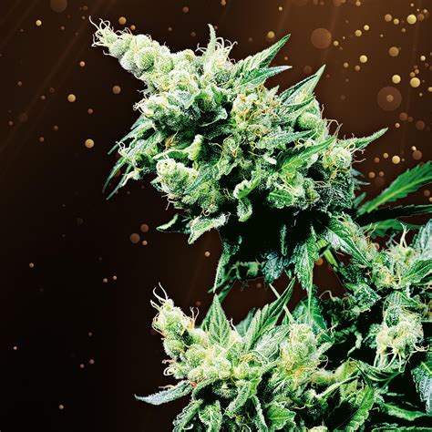 31 Best Weed Strains Of All Time The Greatest Hits Sensi Seeds