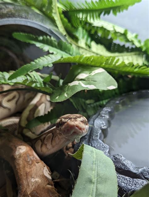 Is There Anything On My Face Rballpython