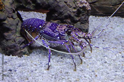 Purple Spiny Lobster