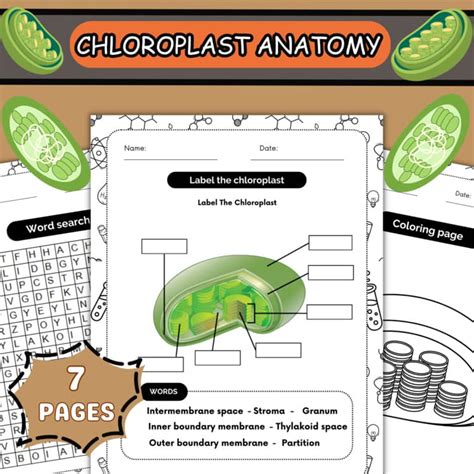 Chloroplast Anatomy Unveiled Interactive Diagram And Labeling Worksheet