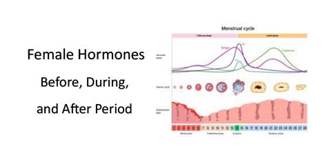 How Menstrual Cycle Affect Us You Need To Know Wiselancer