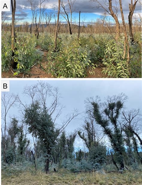 Figure 1 From Large Loss And Rapid Recovery Of Vegetation Cover And