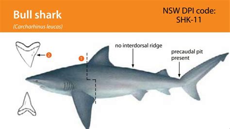 Bull Shark Diagram
