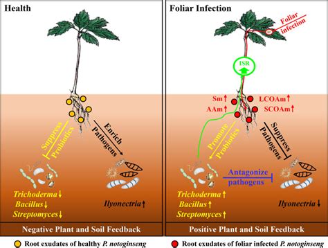 Foliar Pathogen Infection Manipulates Soil Health Through Root Exudate