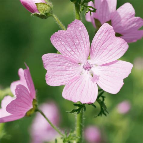 Musk Mallow Seeds Malva Moschata Kent Wildflower Seeds