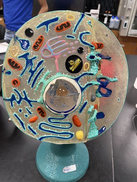 Big Cell Model Diagram Quizlet