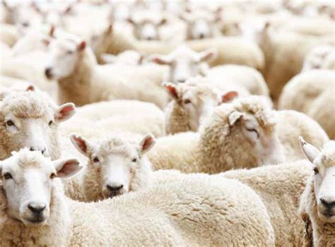 Sheep Worming The