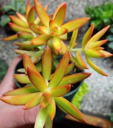 Weeds Plants Sedum Firestorm