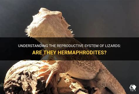 Understanding The Reproductive System Of Lizards Are They Hermaphrodites Petshun