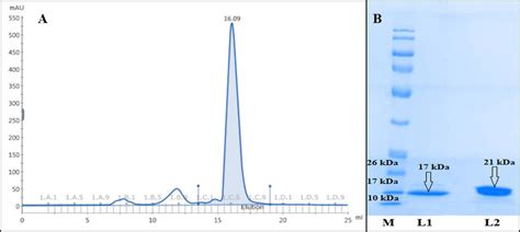 Sec Chromatogram And The Corresponding Gel Show The Purification Of
