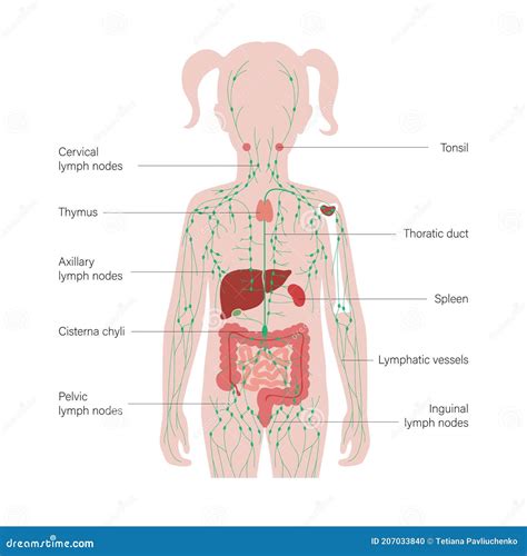 Lymphatic System Concept Stock Vector Illustration Of Anatomy 207033840