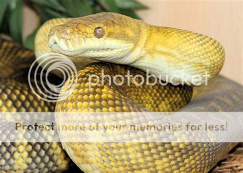 Moluccan Python Reptile Forums