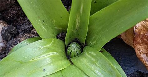 Please Help Identify This Flower Growing From Bulb In Zone 8 Album