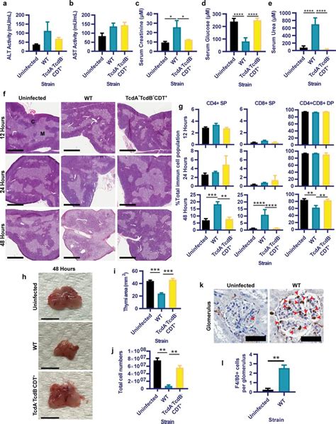 Toxigenic M7404 Wt C Difficile Infection Results In Systemic Organ