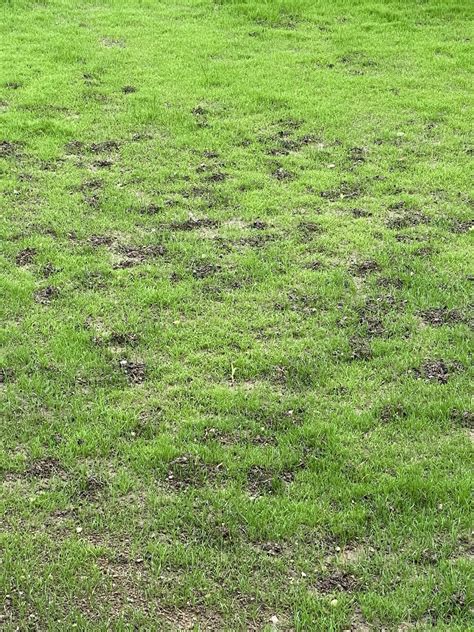 Grass Blade Id Of Kbg Vs Ryegrass Rlawncare