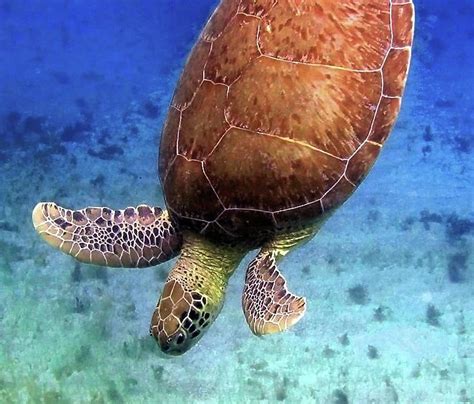 Green Sea Turtle Diving Photograph By Annette Kirchgessner