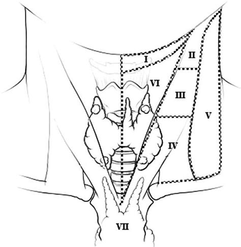 Cervical Lymph Nodes Zones