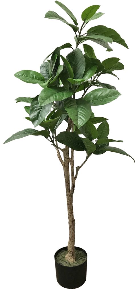 Download Indoor Potted Tropical Tree