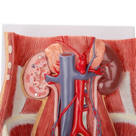 Evotech Scientific Dual Sex Urinary System Model 6 Parts