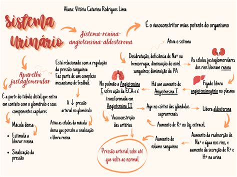 Sistema Urinario Mapa Mental Biologia Images Vrogue Co
