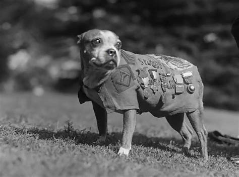 Sergeant Stubby World War I Service Heroism Mascot And Biography Britannica