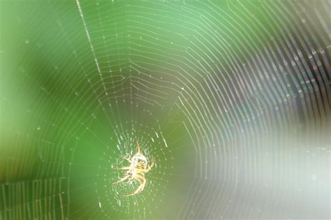 Spider Web Free Photo On Pixabay Pixabay