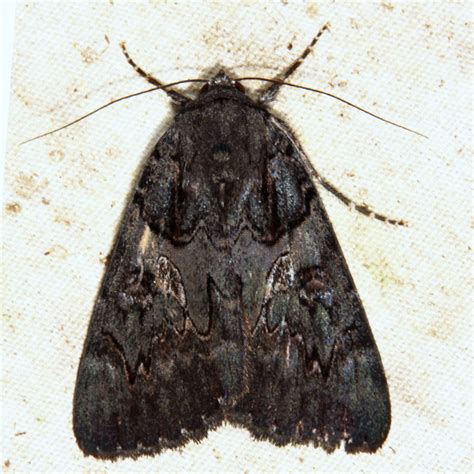 Sweetfern Underwing Catocala Antinympha Bugguide Net