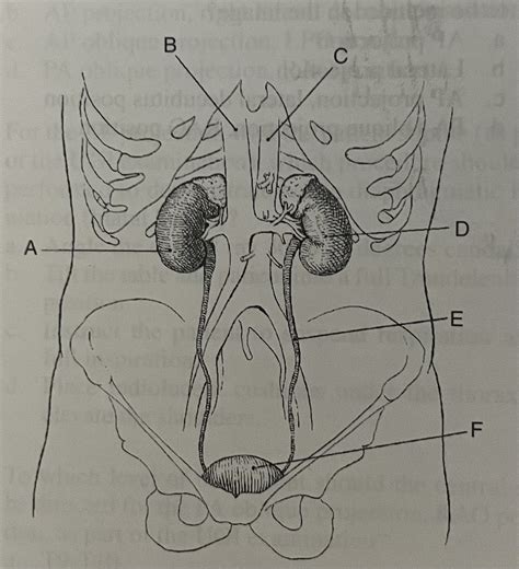 Urinary System Diagram Diagram Quizlet