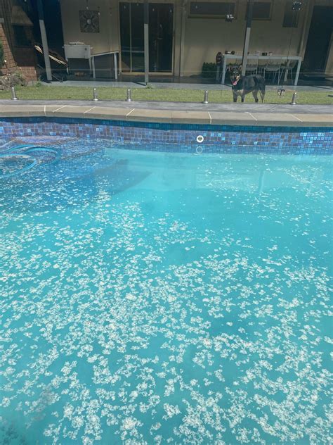 Is This Dead Algae How Do I Remove It Rpools