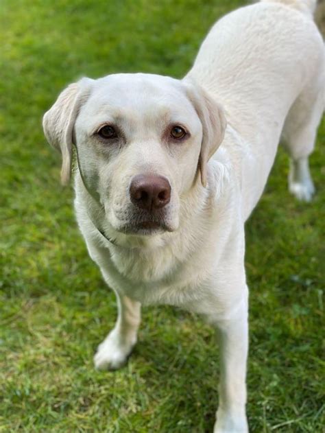 Ruby Girl 🤩 Rlabrador
