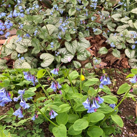 Siberian Bugloss Plant This Or That