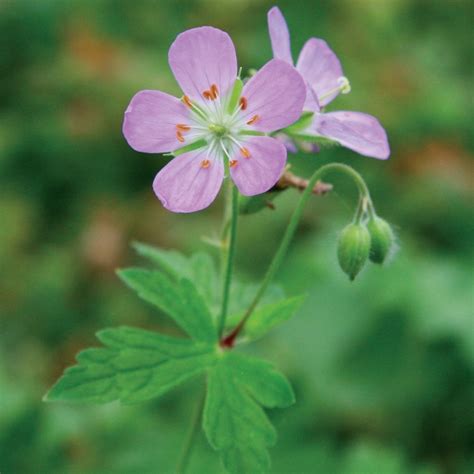 Wild Geranium Geranium Maculatum Seed Rsgermac