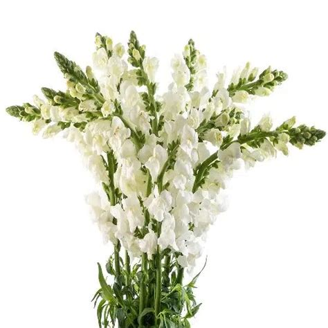 White Snapdragon Bouquet
