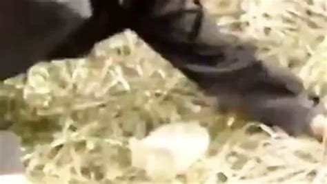 Pakistani Pathan Silver Beard Grandpas Orgy Xhamster