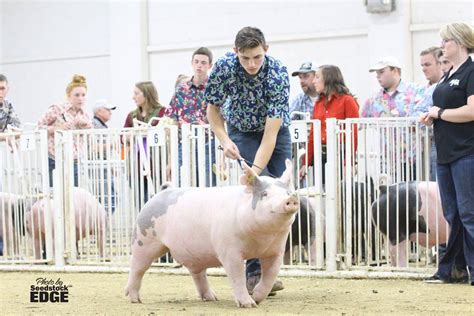 2018 Nbs Open Crossbred Market Hog Show National Swine Registry