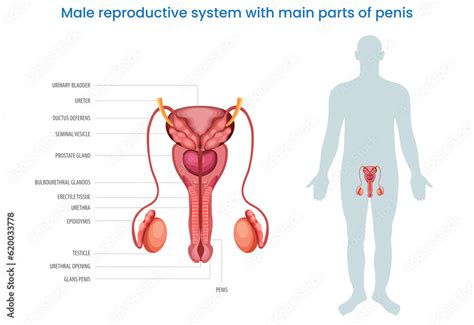 Male Reproductive System With Main Parts Of A Penis Labeled Diagram
