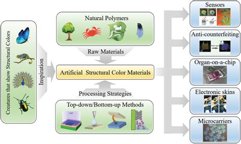 Overview Of Structural Color Materials From Natural Polymers Taking