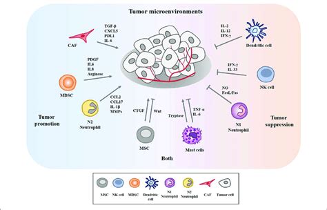 Metabolic Interactions Between The Tumor And Its Microenvironment