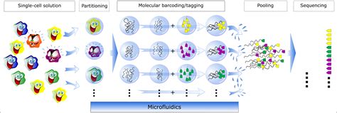 Microfluidics For Quantitative And Genomics Biology Department Of