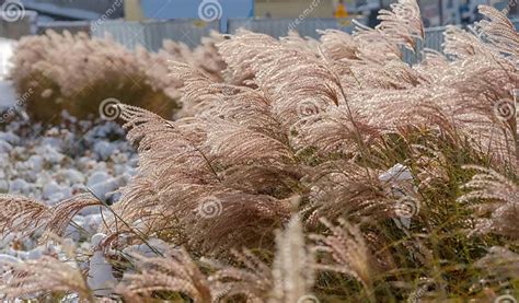 Ornamental Grasses On A Flower Bed In The Snow Stock Image Image Of