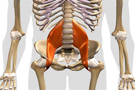 Músculo Psoas Mayor Guía Anatómica Recursos De Fisioterapia