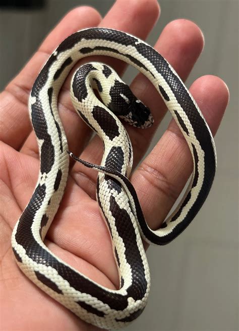 Serpiente Rey De California Reverse Stipe Macho Alfareptiles