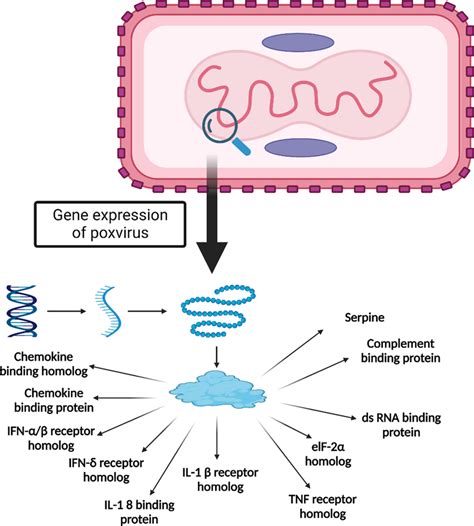 Viroceptors And Virokines Of Poxvirus Download Scientific Diagram