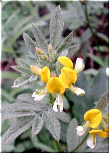Wildflowers