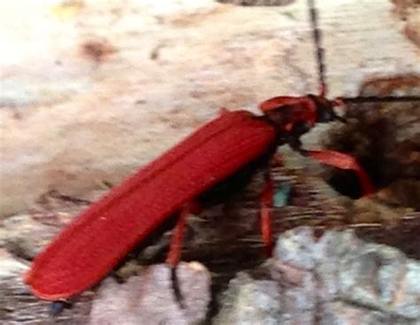 Dictyoptera Simplicipes Dictyoptera Simplicipes Picture Insect