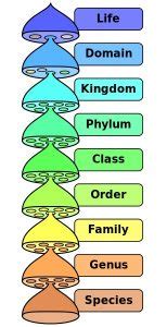 Domain Biology Biology Dictionary